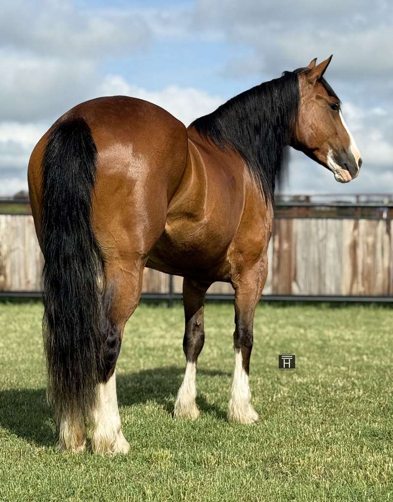 Big, Gentle, Stunning 4 Yr Old Bay Draft Cross Mare!