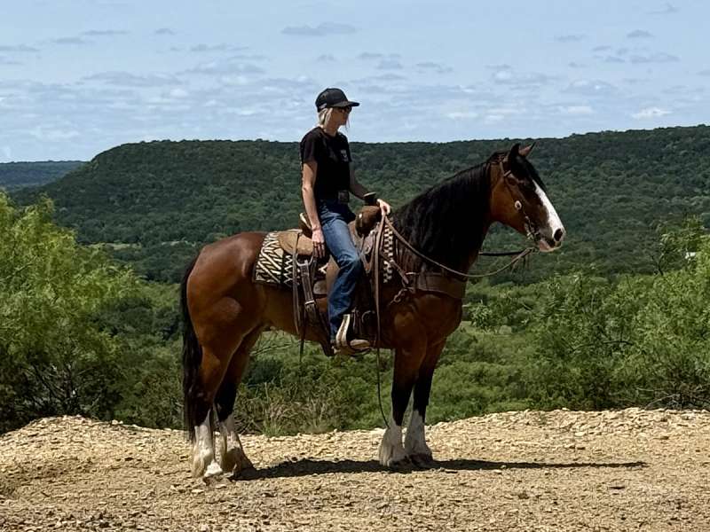 Big, Gentle, Stunning 4 Yr Old Bay Draft Cross Mare!