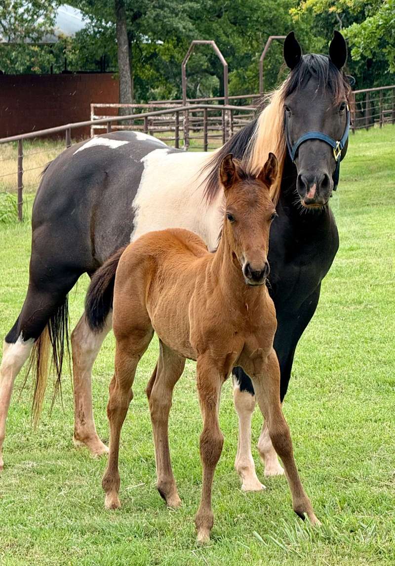 Gorgeous 3 in 1 Package! Beautiful Pinto Mare With Dun Stud Colt!