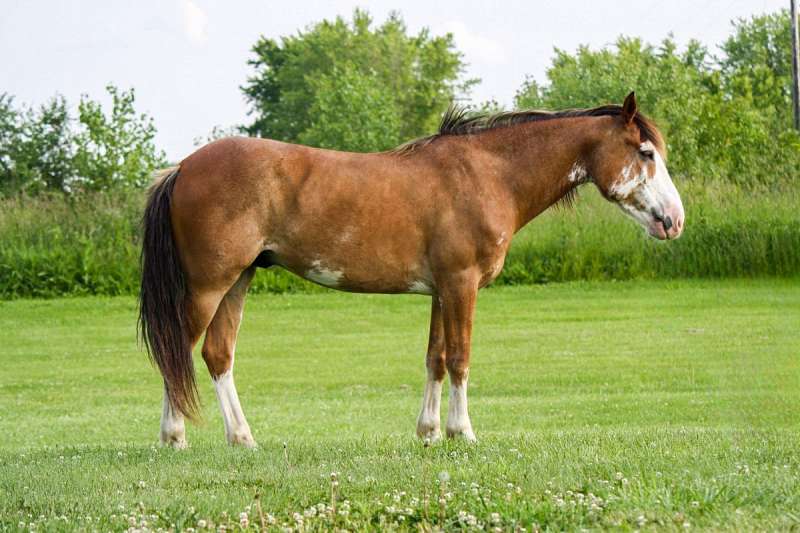 Charming Ranch Deluxe 9 Yr Old Bay Sabino Draft Cross Gelding!