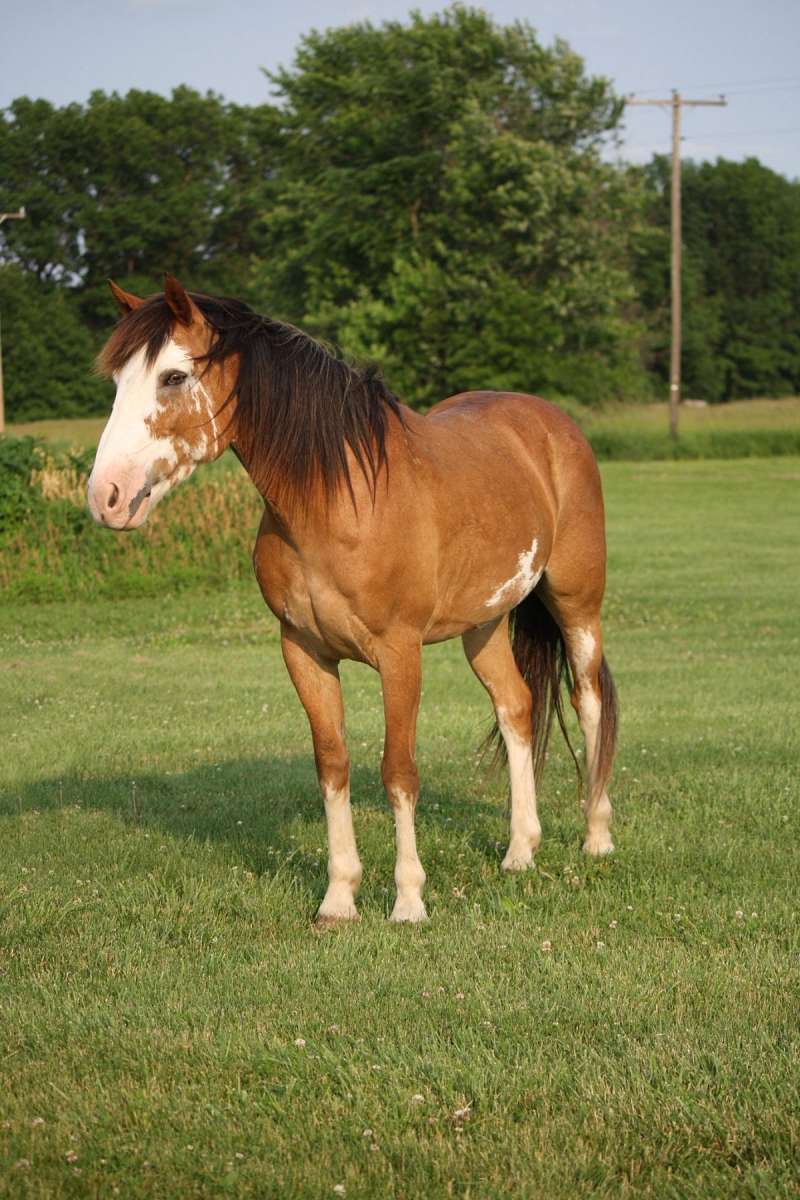 Charming Ranch Deluxe 9 Yr Old Bay Sabino Draft Cross Gelding!