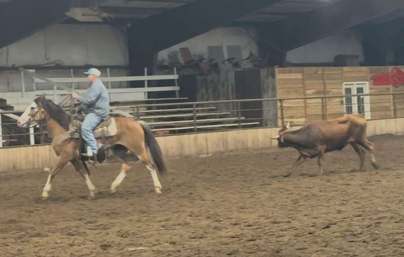 Charming Ranch Deluxe 9 Yr Old Bay Sabino Draft Cross Gelding!