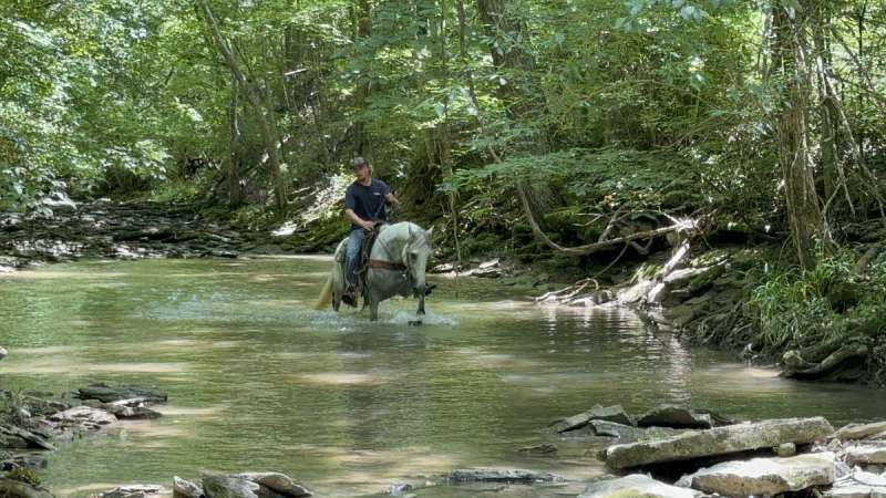 Handsome Trail Horse Deluxe 7 Yr Old Gray Kentucky Mountain Gelding!