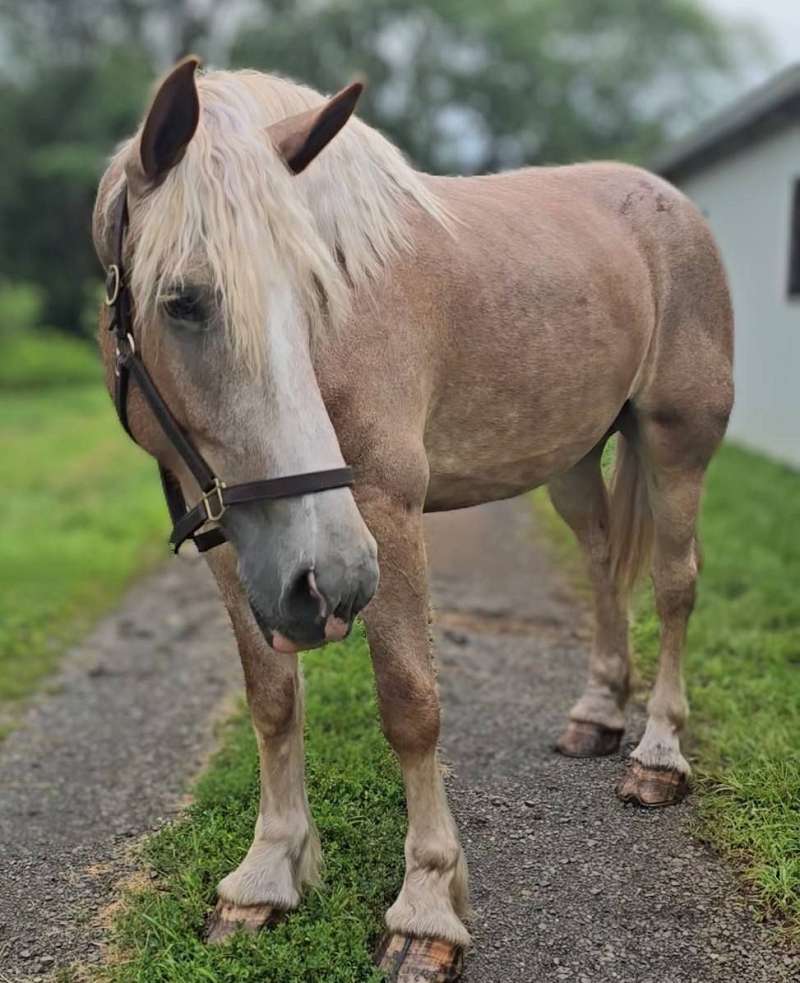 Trusting Versatile 5 Yr Old Strawberry Roan Draft Cross Mare!