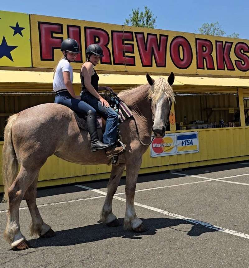 Trusting Versatile 5 Yr Old Strawberry Roan Draft Cross Mare!