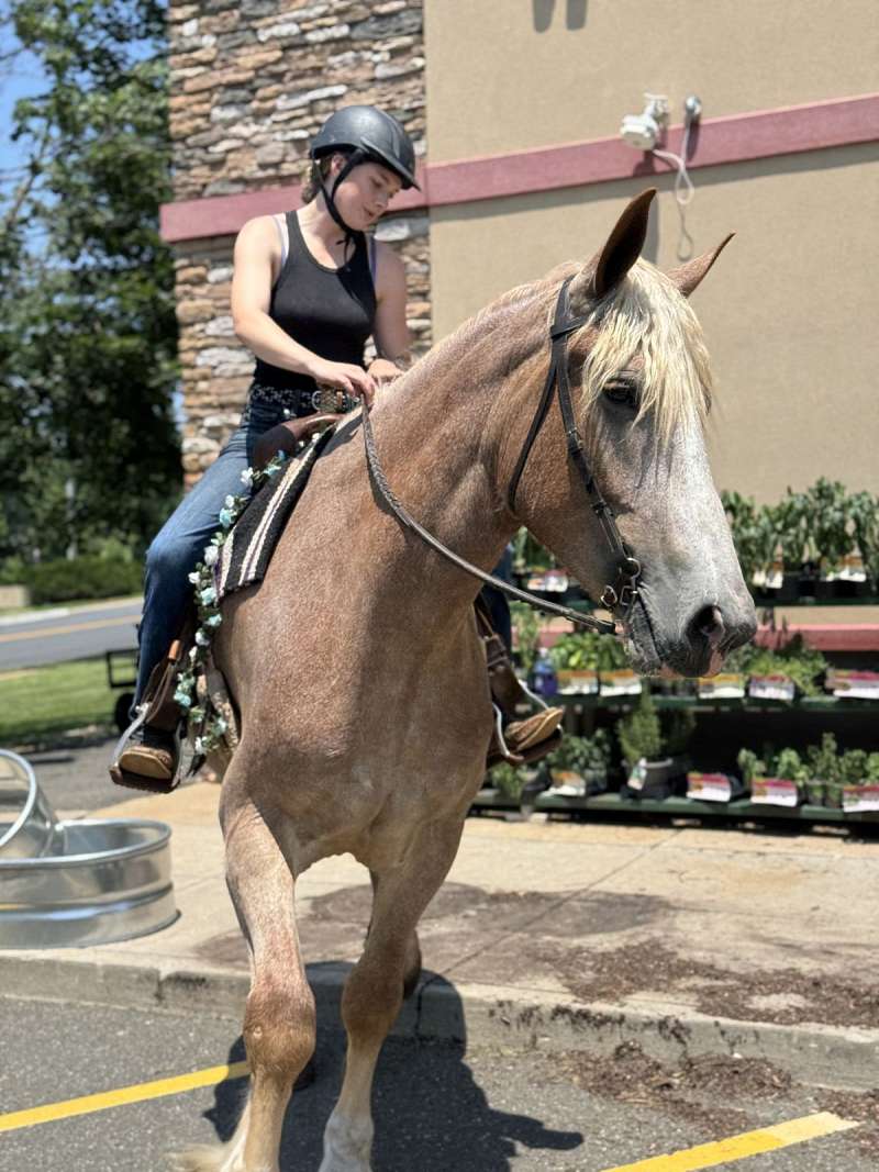 Trusting Versatile 5 Yr Old Strawberry Roan Draft Cross Mare!
