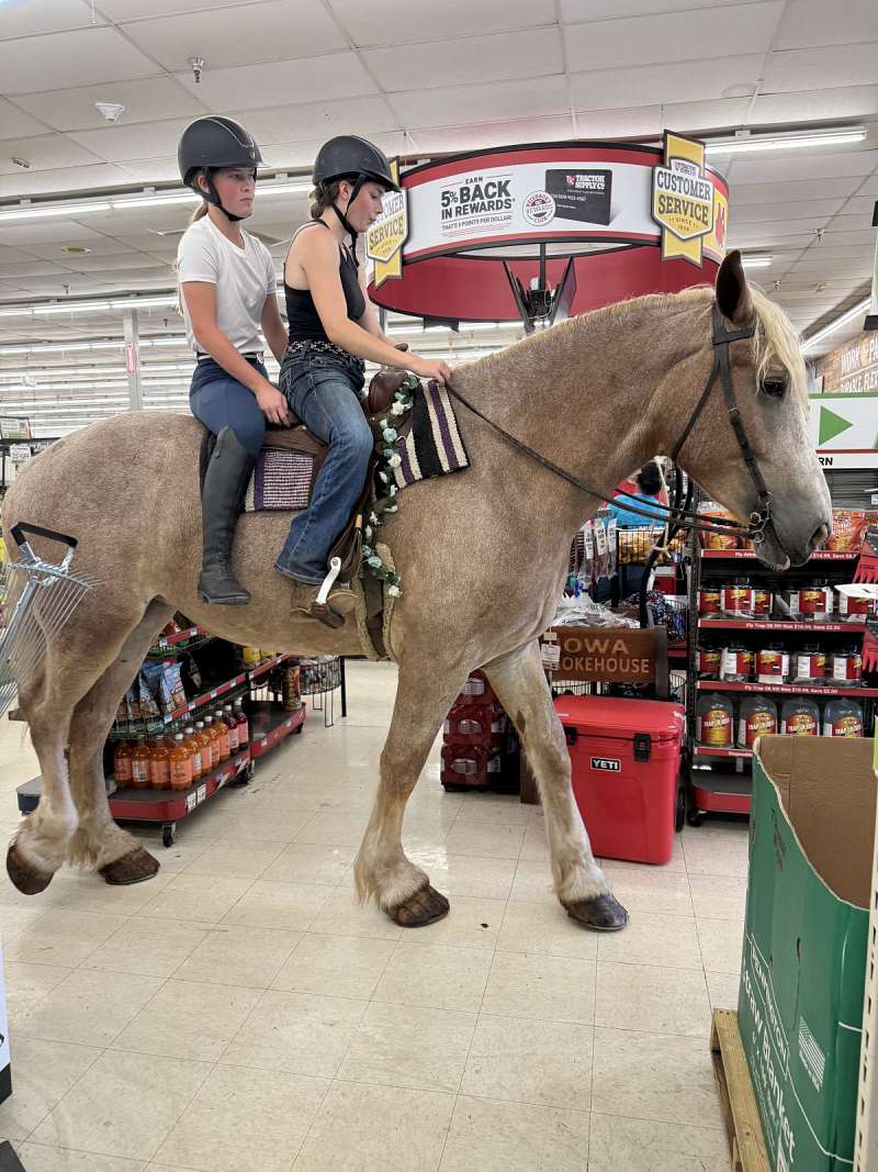 Trusting Versatile 5 Yr Old Strawberry Roan Draft Cross Mare!