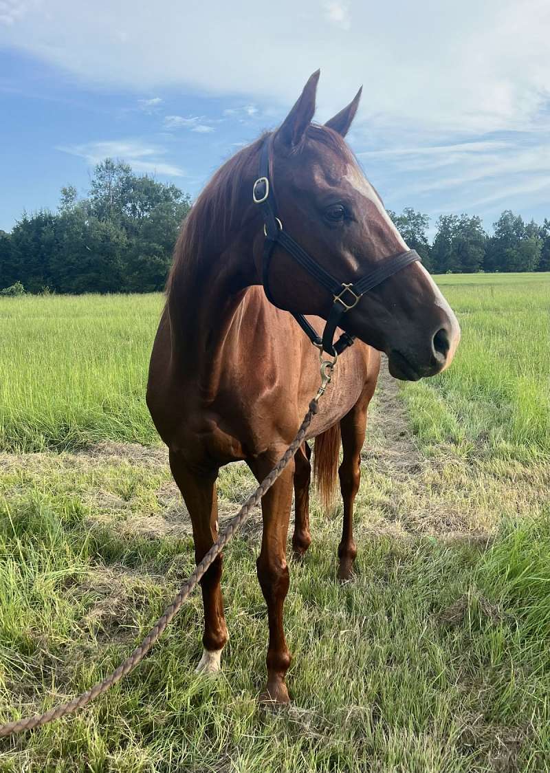 Fun Ammy Friendly OTTB