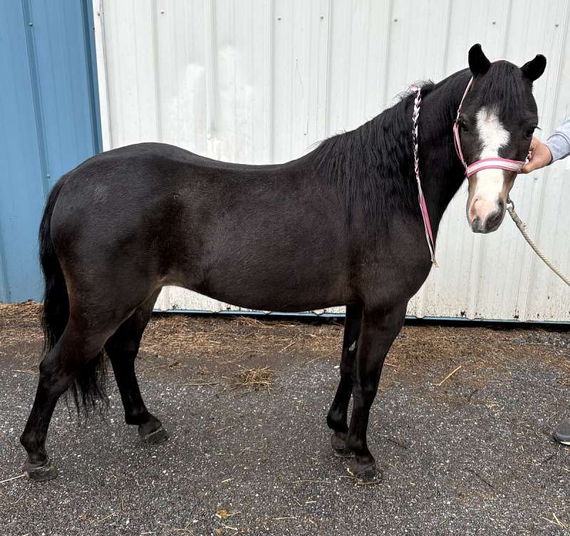 Safe, Friendly, Reliable, Lovable, Ultimate Kids Pony