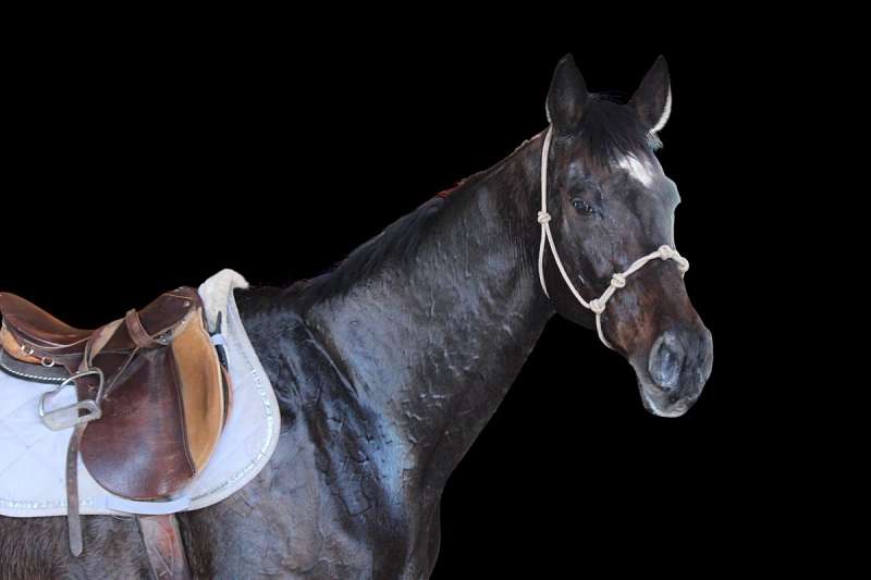 Very Versatile Jockey Club Registered Black 2009 OTTB Mare!