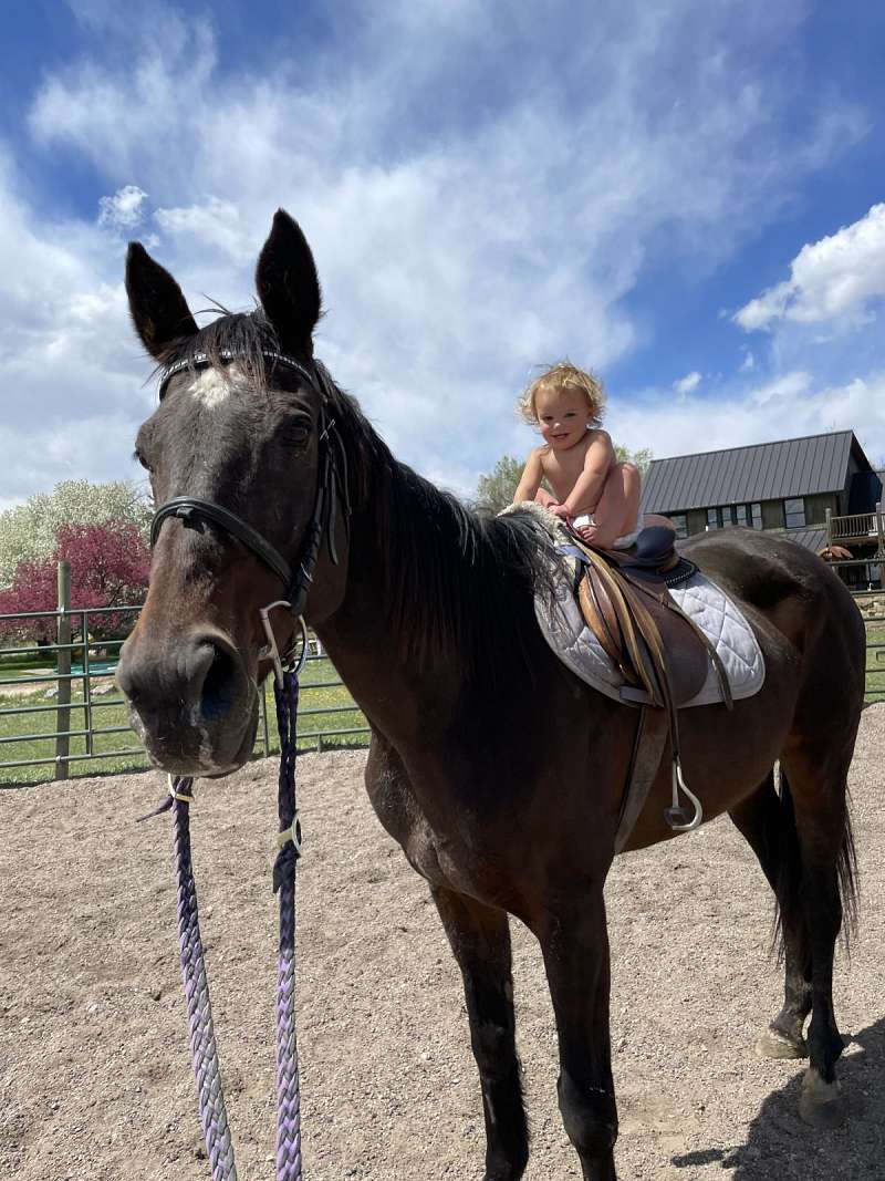 Very Versatile Jockey Club Registered Black 2009 OTTB Mare!