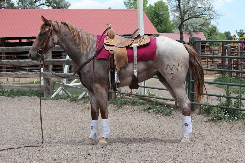 Striking Sweet 3 Yr Old Red Roan Belgian/QH Cross Mare!