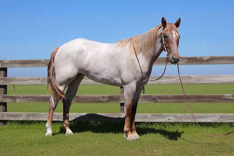 Striking Sweet 3 Yr Old Red Roan Belgian/QH Cross Mare!