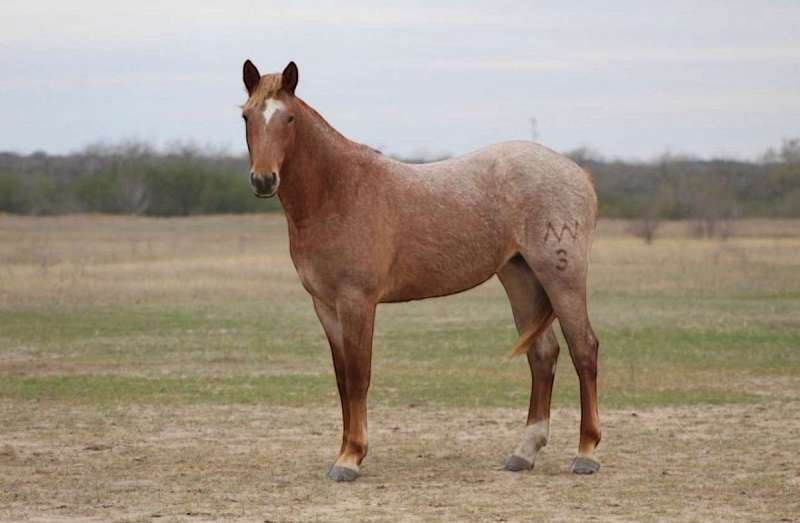 Striking Sweet 3 Yr Old Red Roan Belgian/QH Cross Mare!
