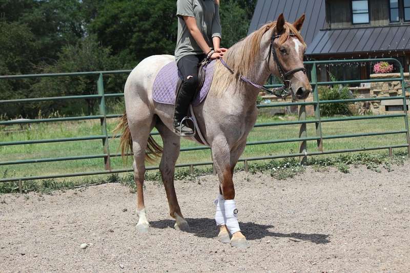 Striking Sweet 3 Yr Old Red Roan Belgian/QH Cross Mare!