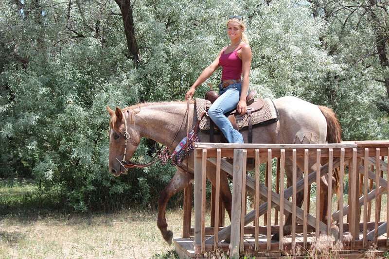 Striking Sweet 3 Yr Old Red Roan Belgian/QH Cross Mare!
