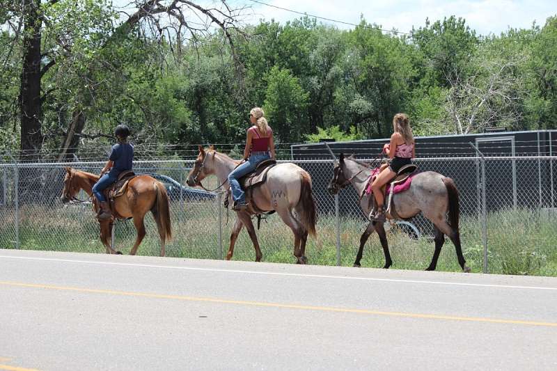 Striking Sweet 3 Yr Old Red Roan Belgian/QH Cross Mare!