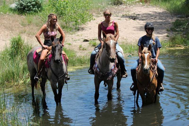 Striking Sweet 3 Yr Old Red Roan Belgian/QH Cross Mare!
