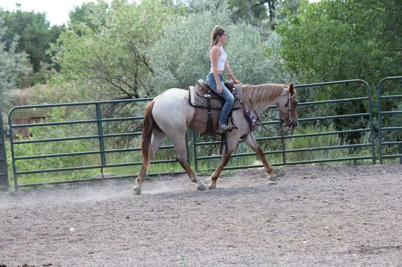 Striking Sweet 3 Yr Old Red Roan Belgian/QH Cross Mare!