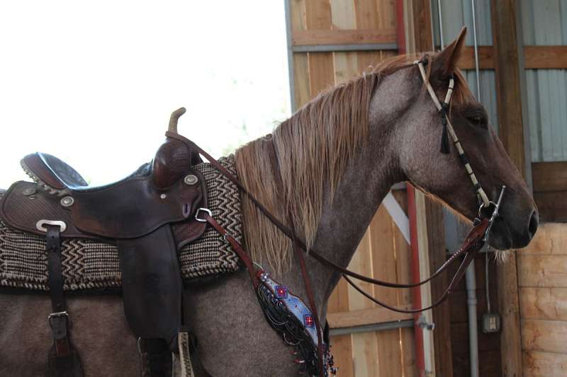 Striking Sweet 3 Yr Old Red Roan Belgian/QH Cross Mare!