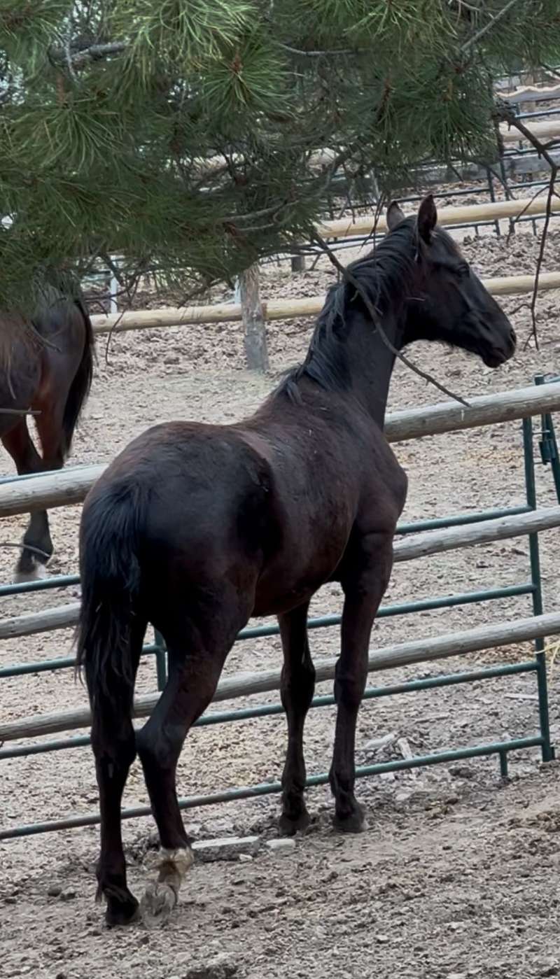 Danish, Registered Knabstrupper Warmblood Black, Tall, Yearling Colt