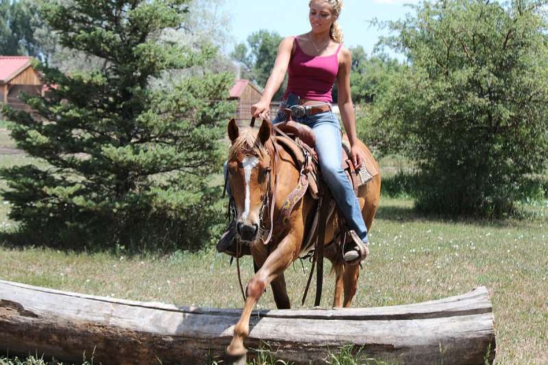Potential Ranch Deluxe 2 Yr Old Red Roan AQHA Gelding!
