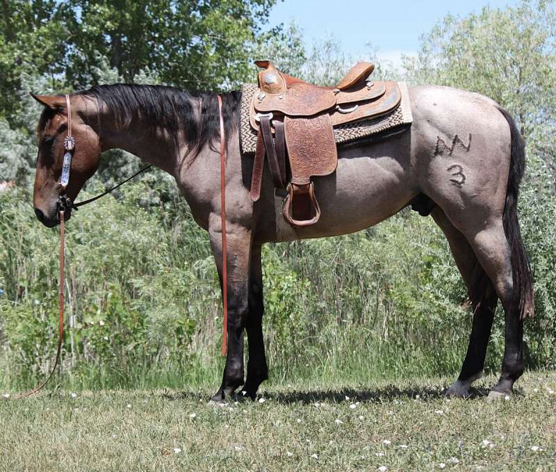 Big Boned Versatile 3 Yr Old Bay Roan Draft Cross Gelding!