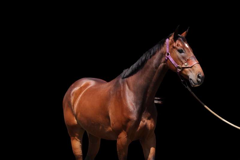 Trustworthy Kid Safe 7 Yr Old Bay Warmblood Cross Gelding!