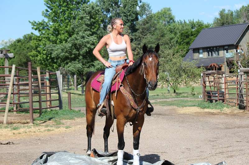 Trustworthy Kid Safe 7 Yr Old Bay Warmblood Cross Gelding!