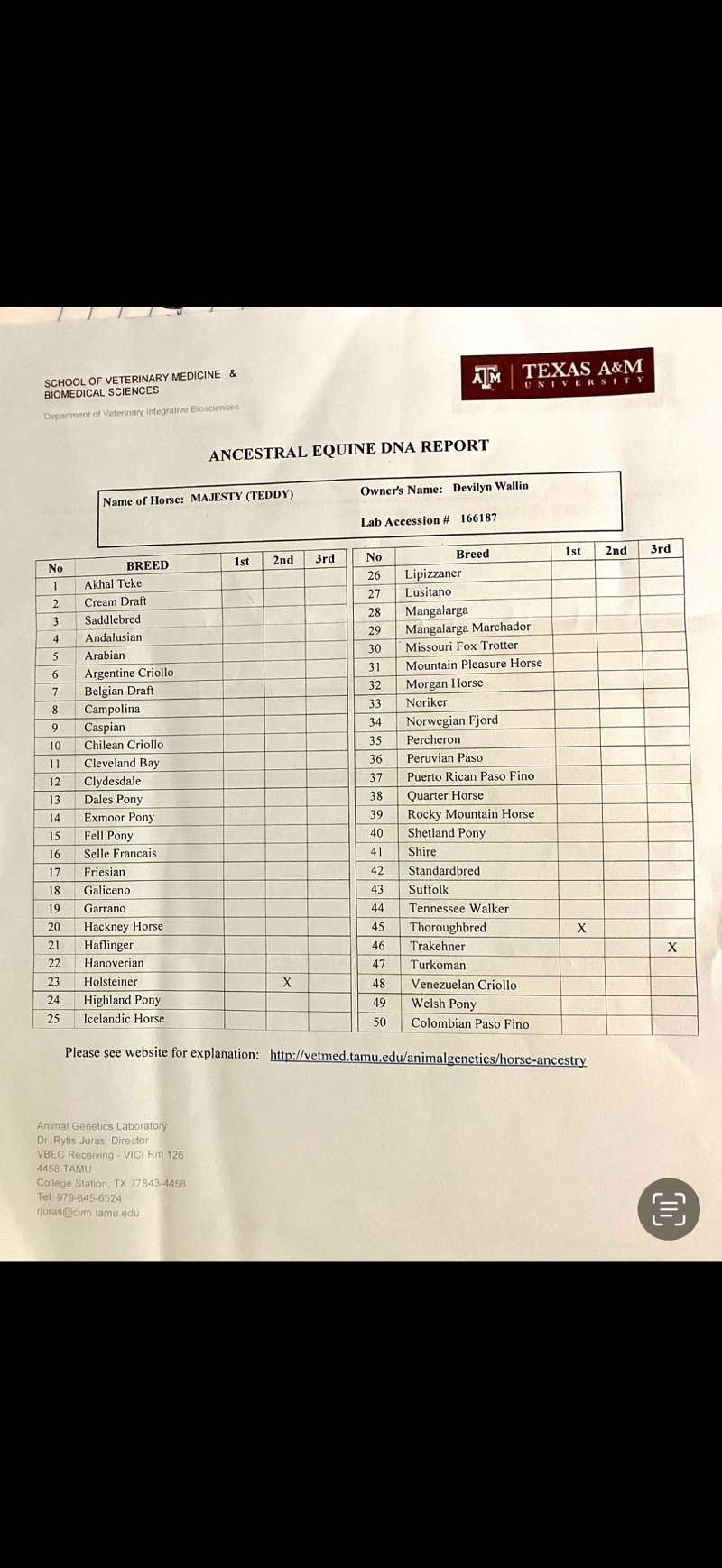 Trustworthy Kid Safe 7 Yr Old Bay Warmblood Cross Gelding!