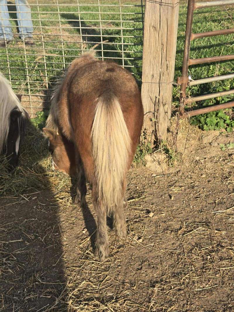 Igea Mini Gypsy Horse Will Finish 10 Hands