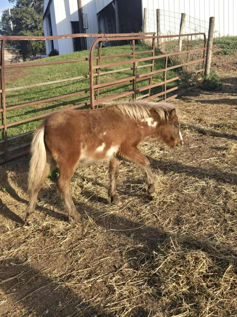 Igea Mini Gypsy Horse Will Finish 10 Hands