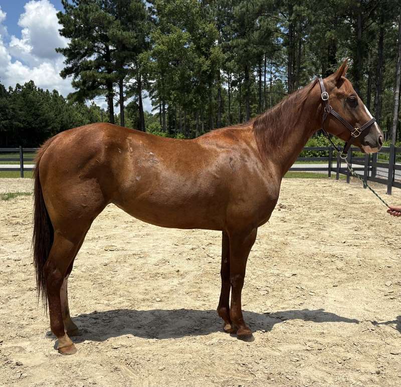 Sorrel QH Mare