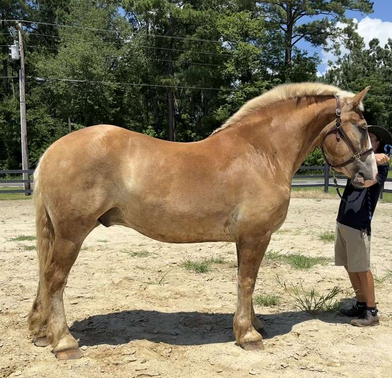 Big Belgian Gelding
