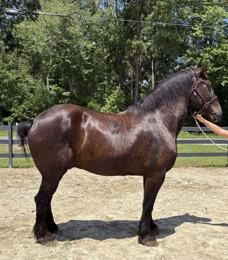 Gentle Percheron Gelding
