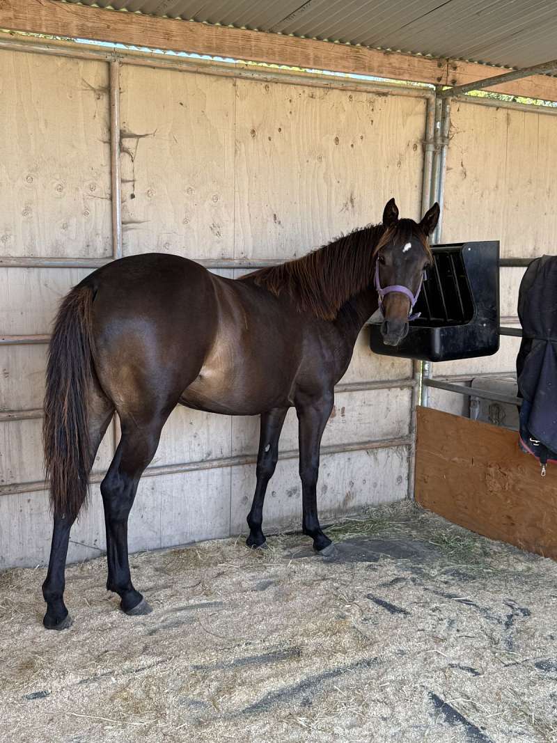 Dark Bay Filly by Pc Tully Frost