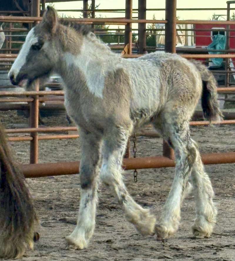 Grulla Tobi Gypsy Colt