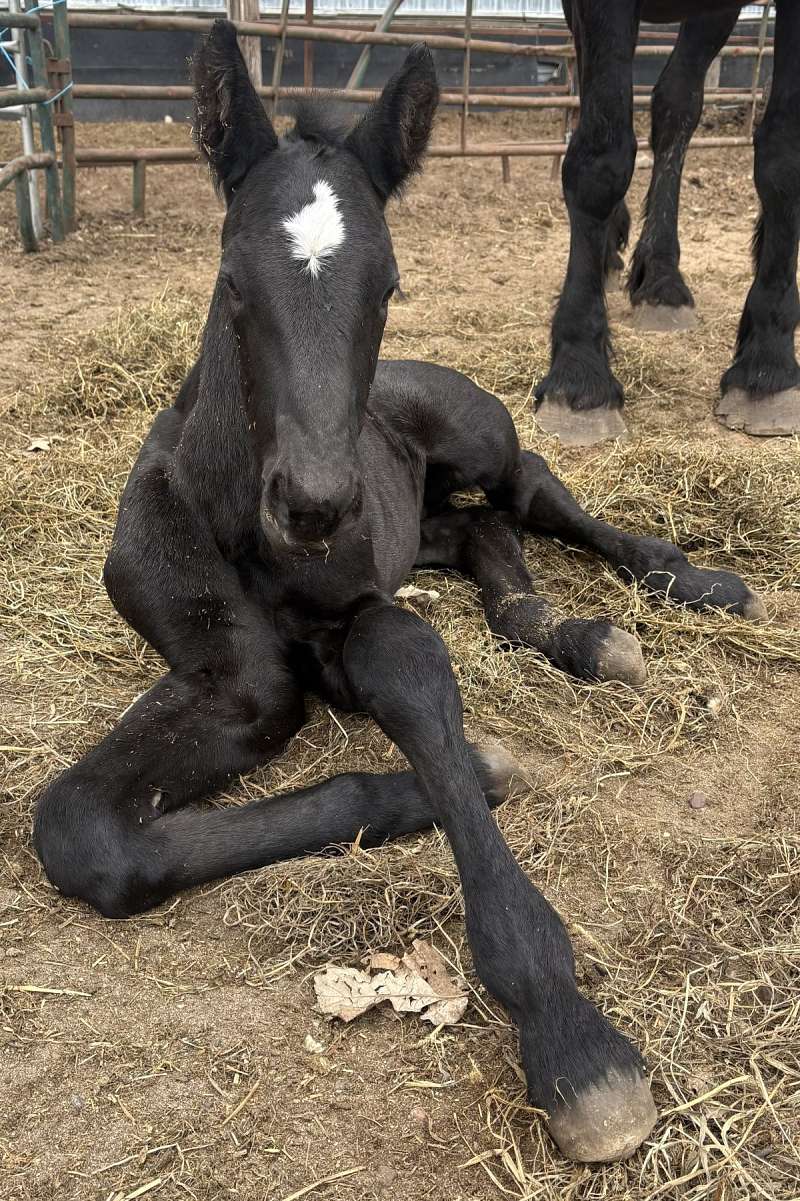 Black Percheron Colt