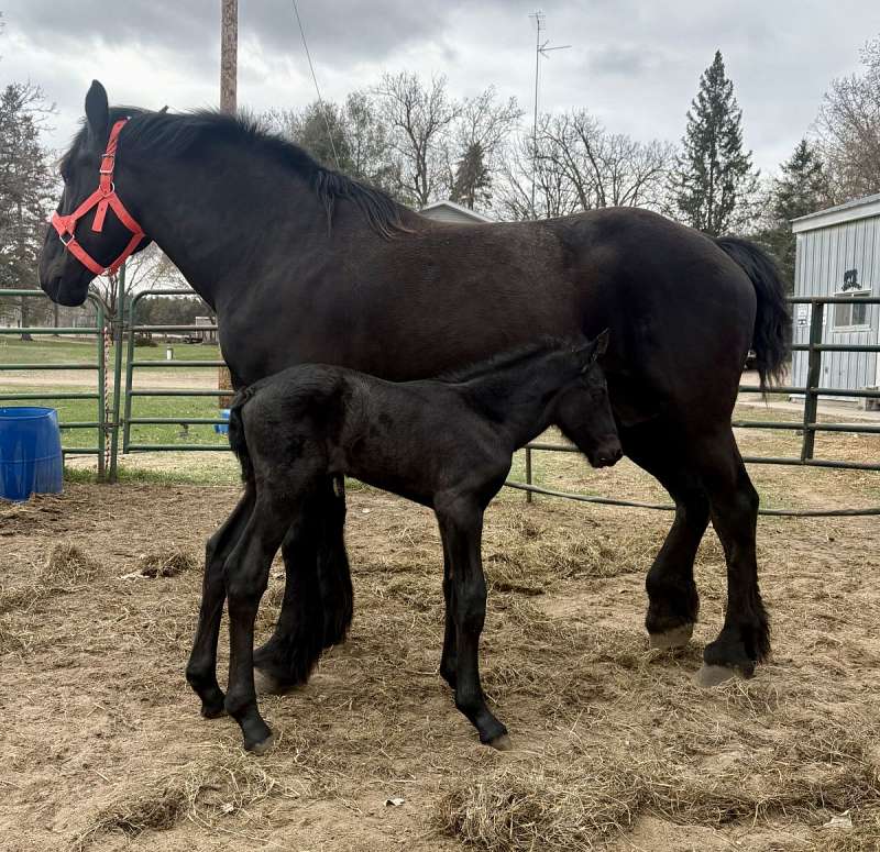 Black Percheron Colt