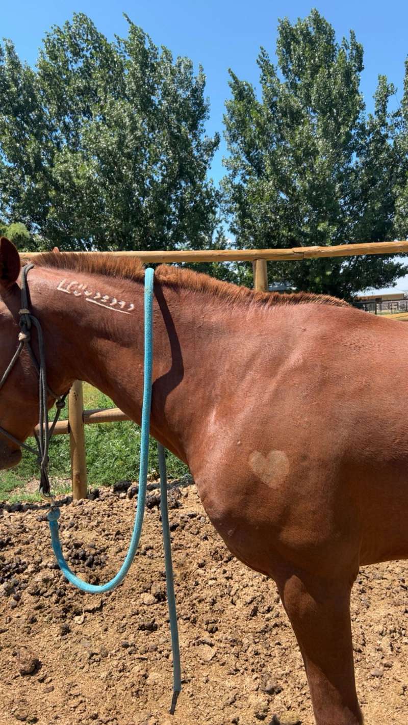 Cute Red Gelding!