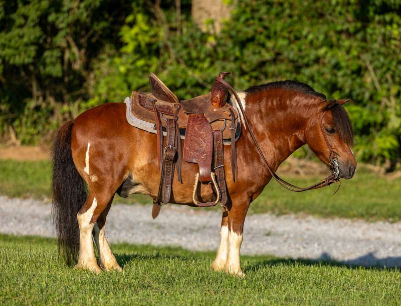 Ponies for Sale