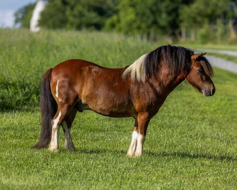 Chubbs- the Ultimate Chunky Pony Dream