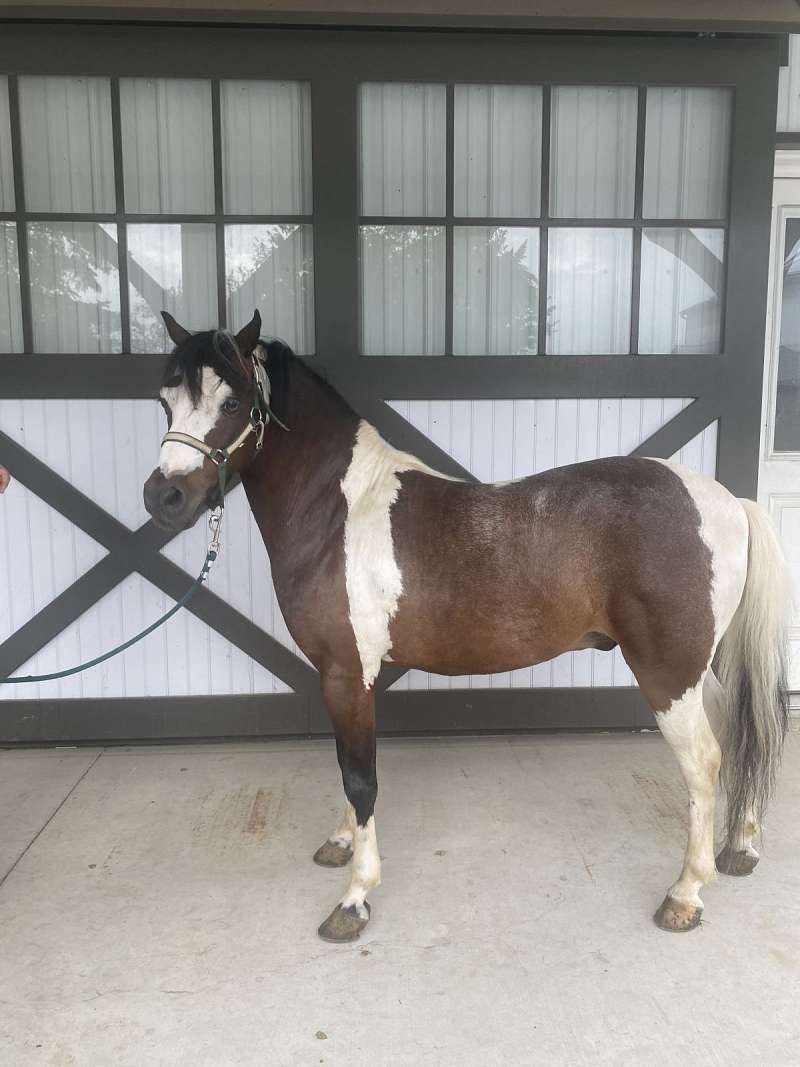Mini Pony