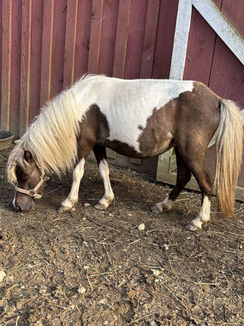 7 Y/O Silver Black Pinto Mare