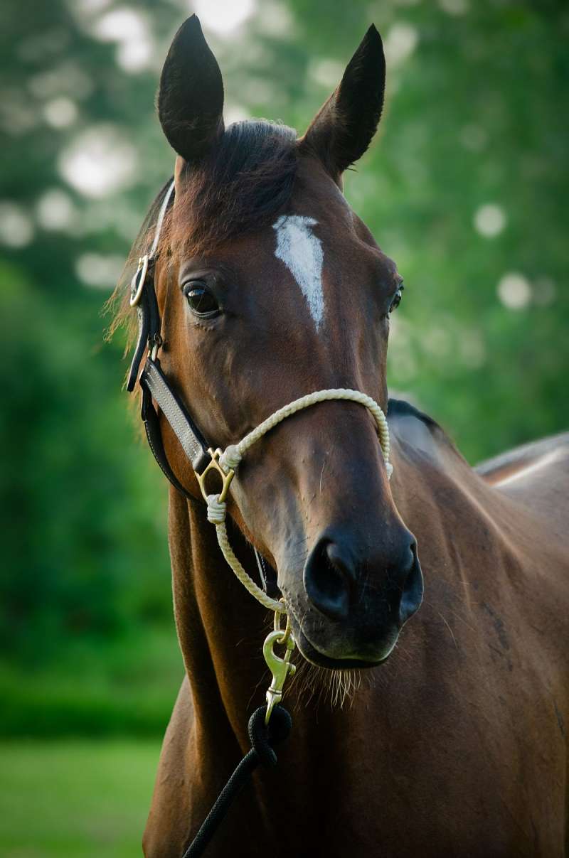 Barrel Horse Prospect
