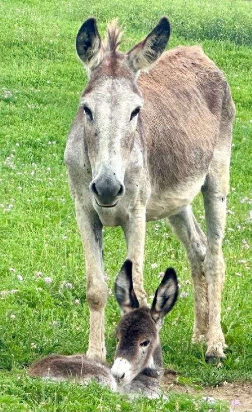 Beautiful Standard Jenny W/ Baby Jenny