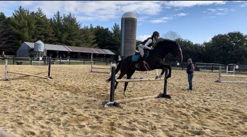 10 Year Old Thoroughbred Mare, Storm