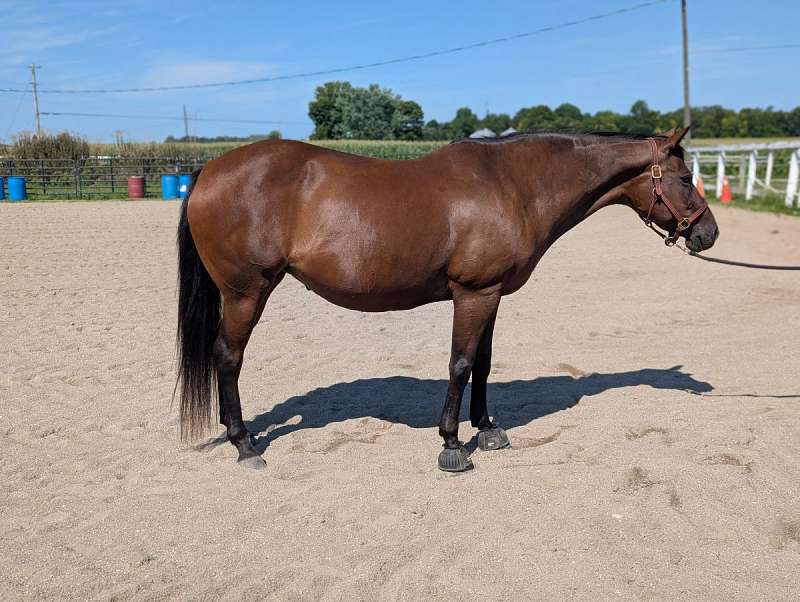 Gorgeous, Sweet Mare