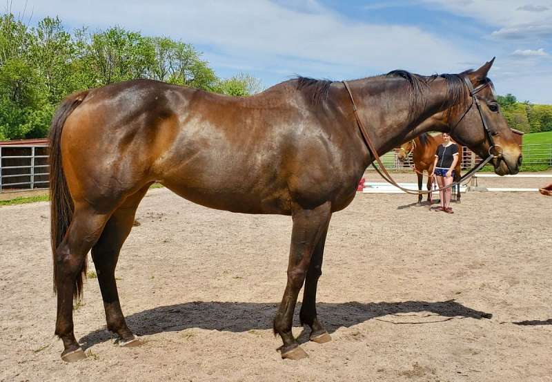Seasoned OTTB Mare - Schoolmaster Hunter/Jumper