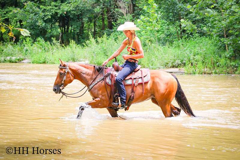 Really Well Broke Bay Quarter Horse Ranch Mare, Anyone Can Ride, Gentle